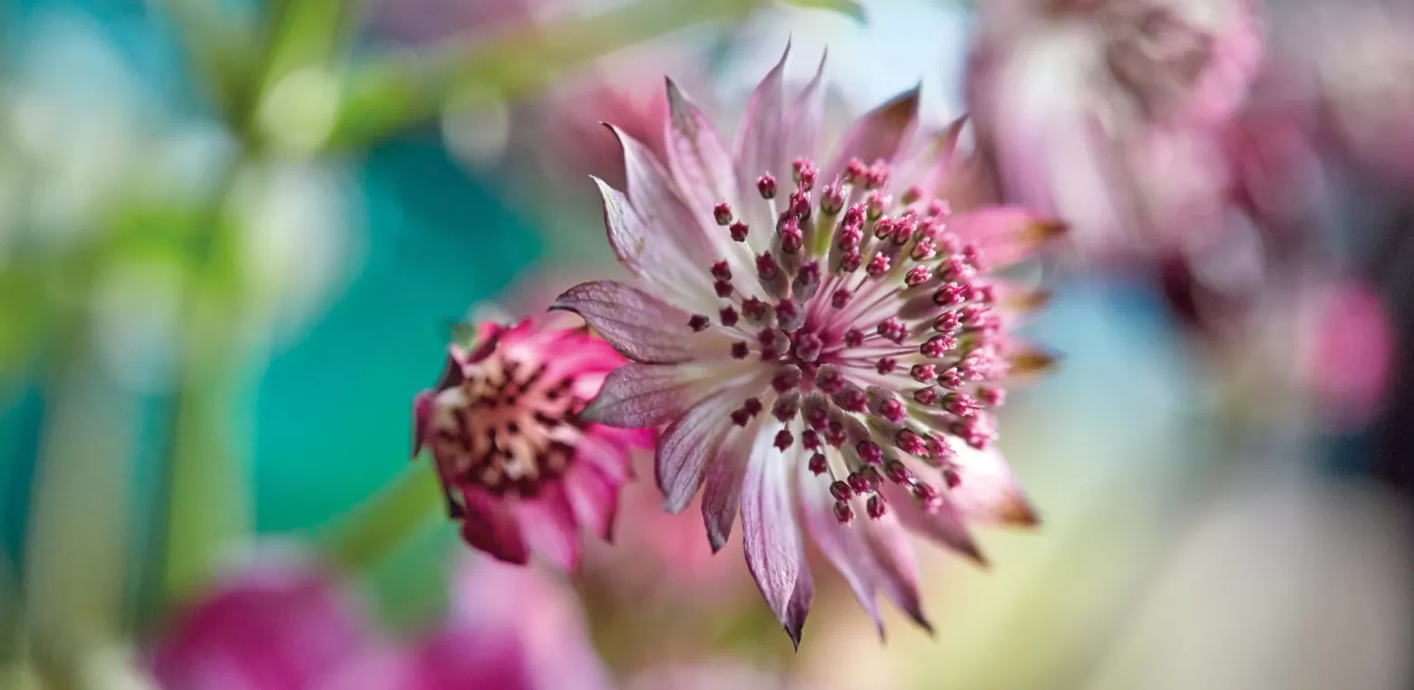 Astrantia in the spotlight | Marginpar